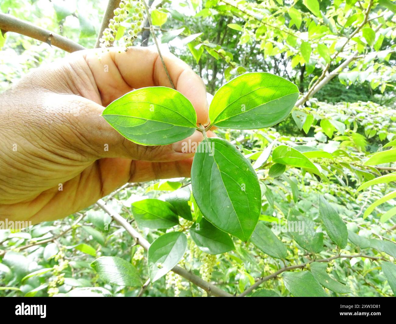Fiveleaf Yam (Dioscorea pentaphylla) Plantae Stock Photo - Alamy