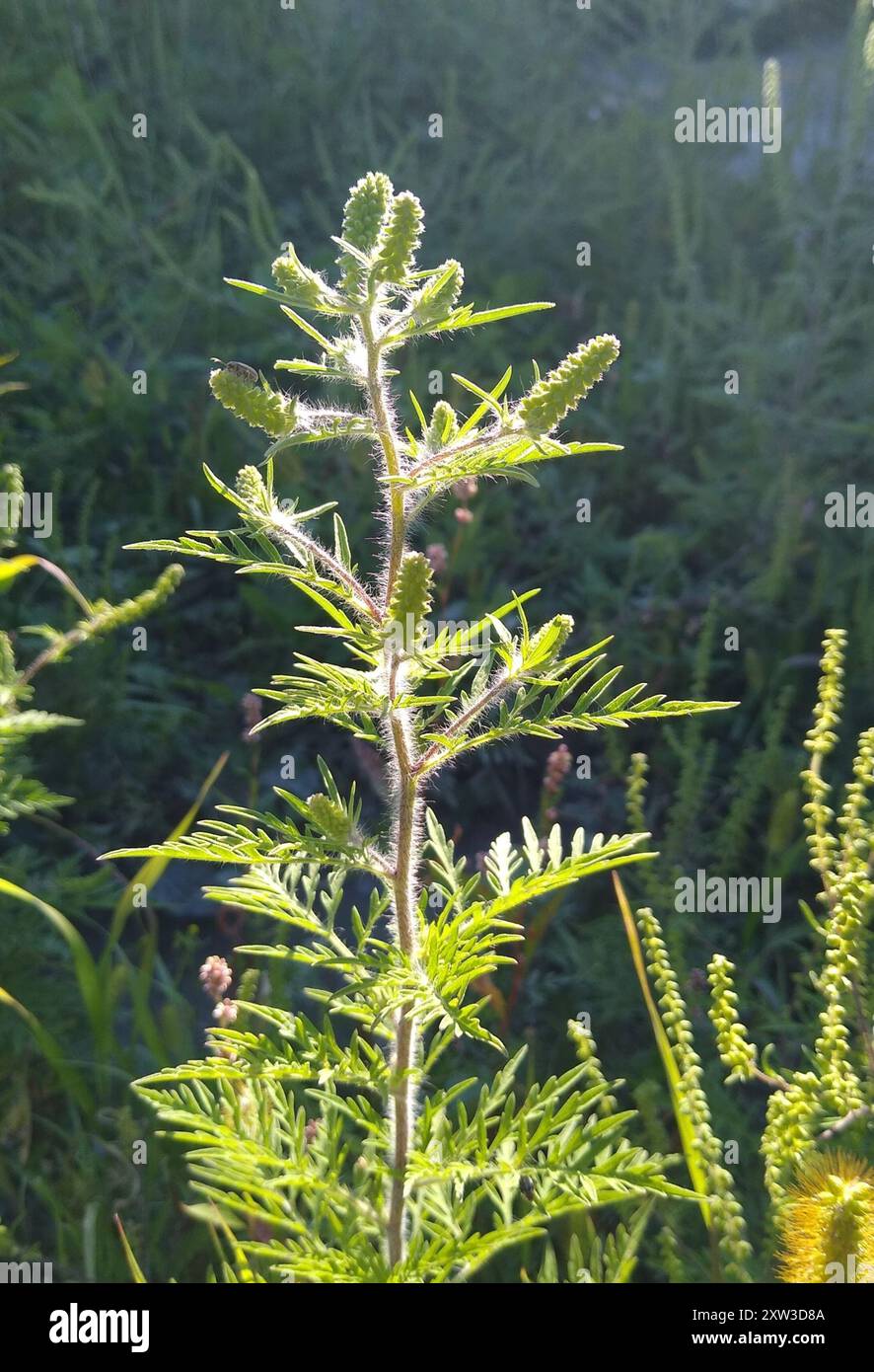 common ragweed (Ambrosia artemisiifolia) Plantae Stock Photo - Alamy