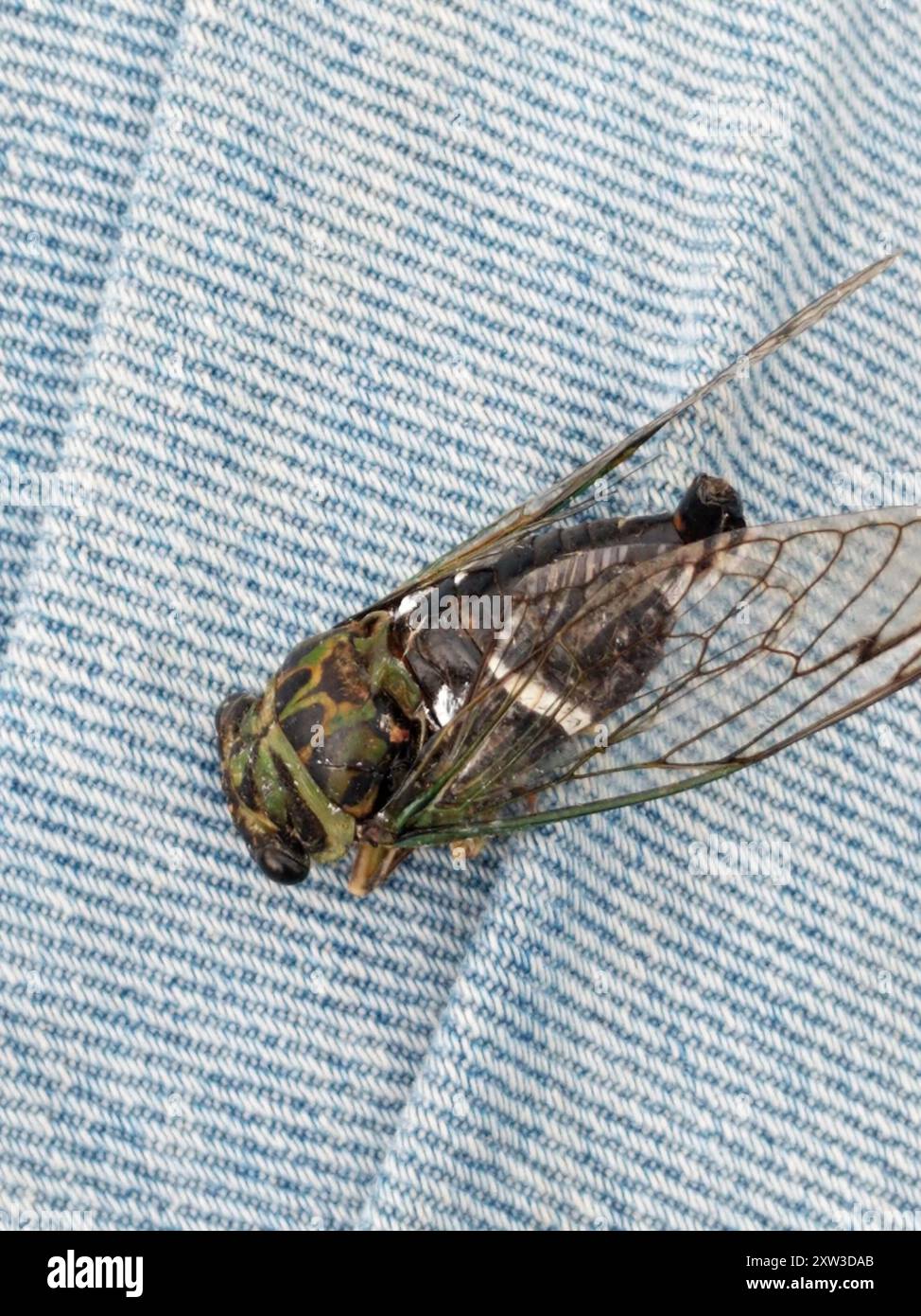 Coastal Scissors Grinder Cicada (Neotibicen latifasciatus) Insecta ...
