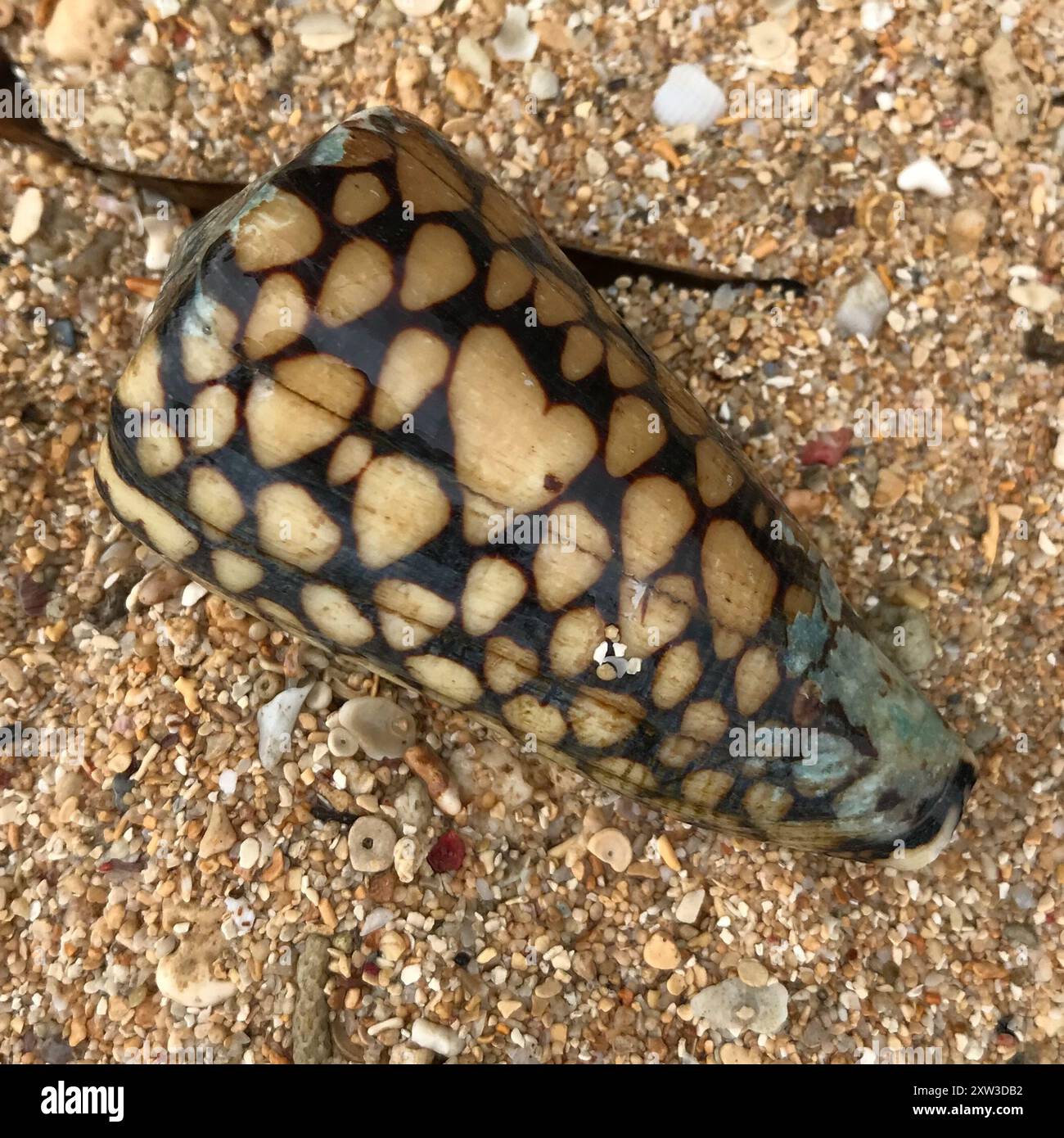 Marble Cone (Conus marmoreus) Mollusca Stock Photo - Alamy