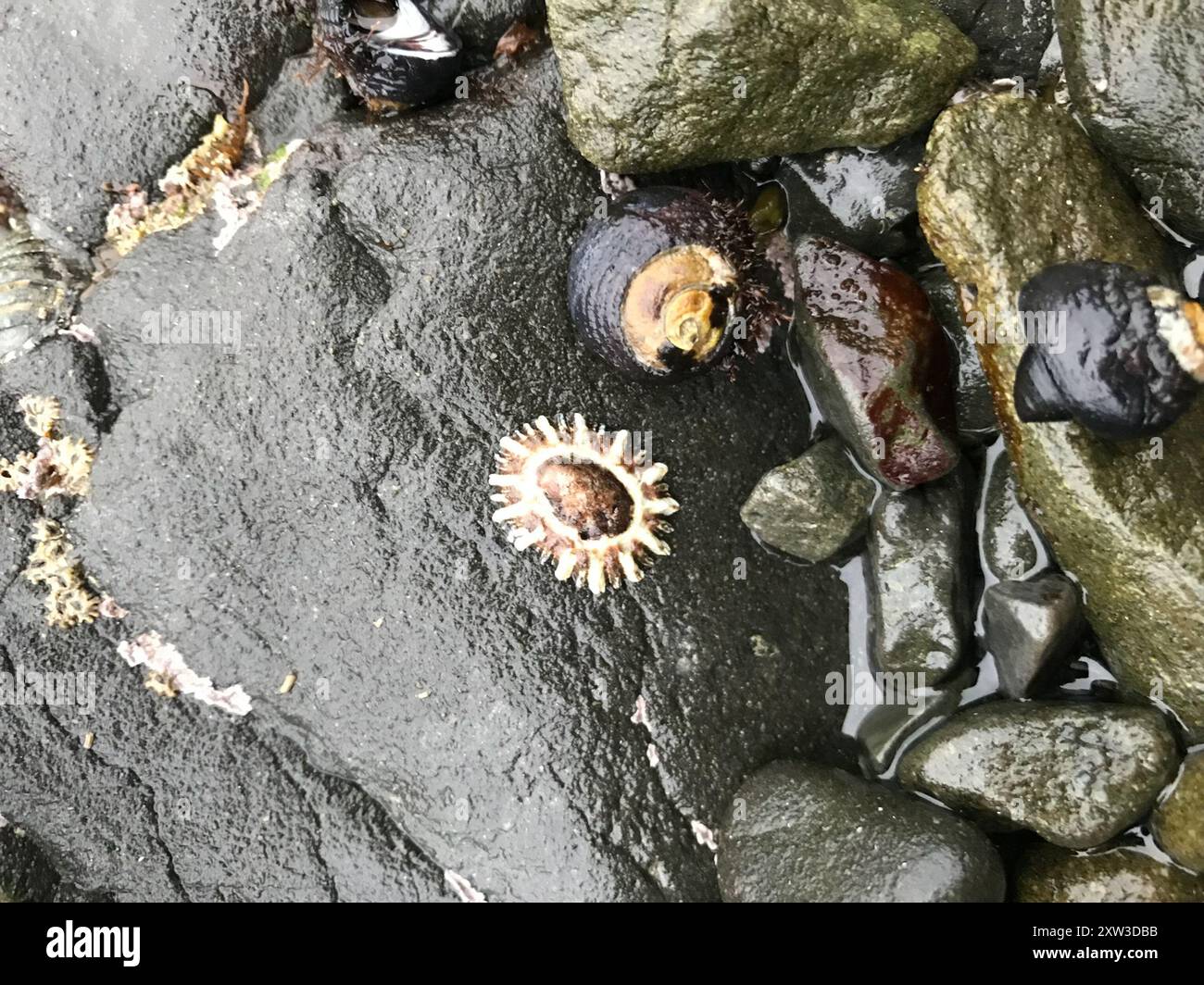 Rough Limpet (Lottia scabra) Mollusca Stock Photo - Alamy