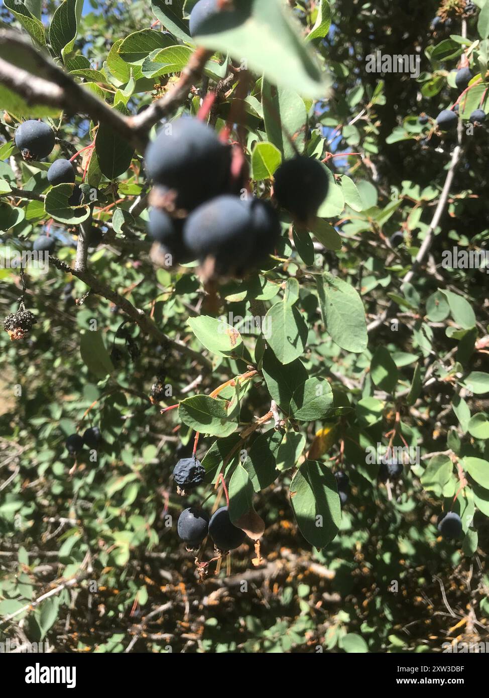 Utah Serviceberry (Amelanchier utahensis) Plantae Stock Photo - Alamy