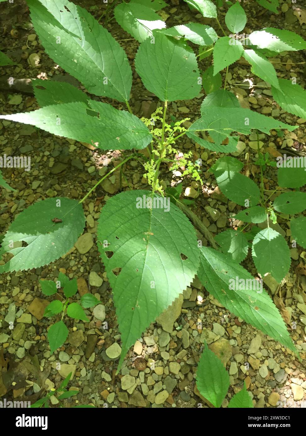 wood nettle (Laportea canadensis) Plantae Stock Photo - Alamy