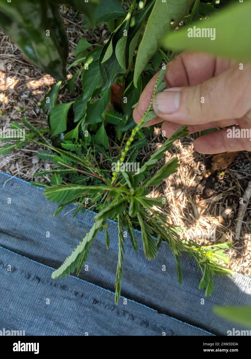 Chamberbitter (Phyllanthus urinaria) Plantae Stock Photo - Alamy