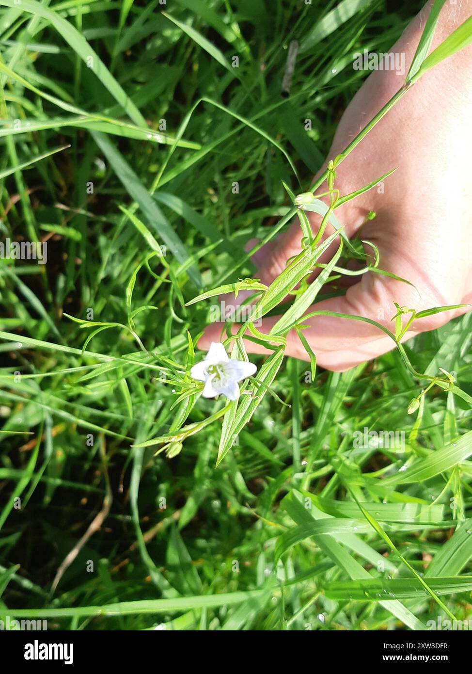 Marsh Bellflower (Palustricodon aparinoides) Plantae Stock Photo - Alamy