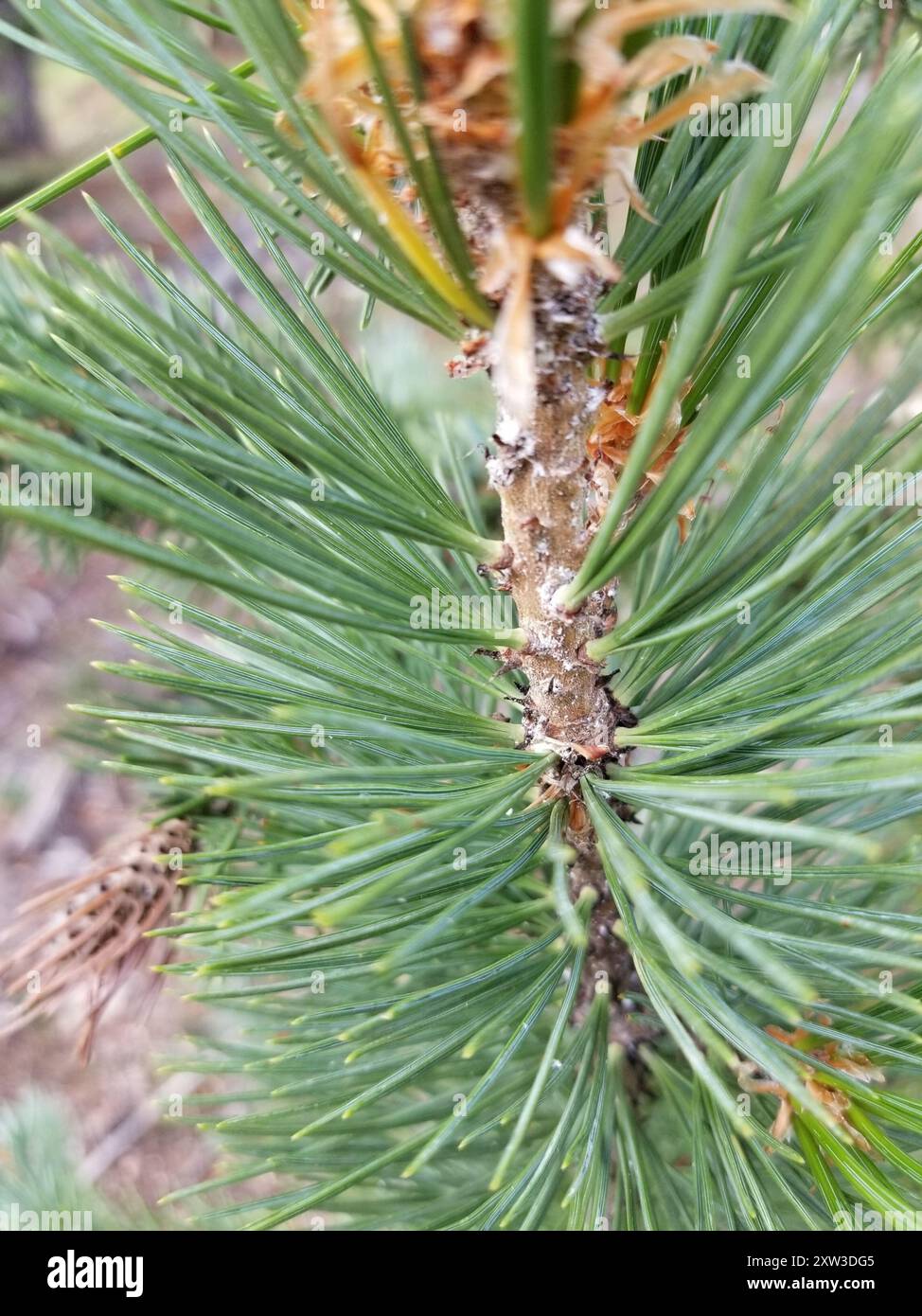 limber pine (Pinus flexilis) Plantae Stock Photo - Alamy