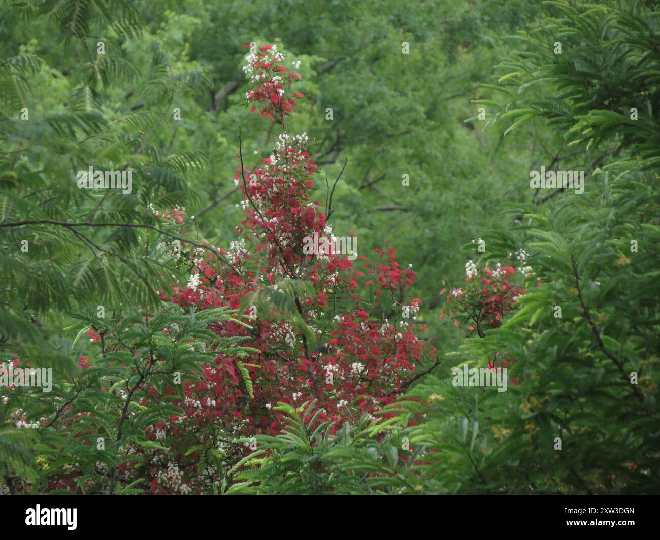 (Pterolobium hexapetalum) Plantae Stock Photo - Alamy