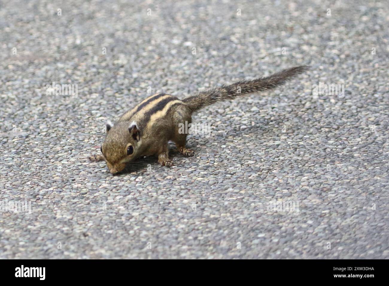 Himalayan Striped Squirrel (Tamiops mcclellandii) Mammalia Stock Photo ...