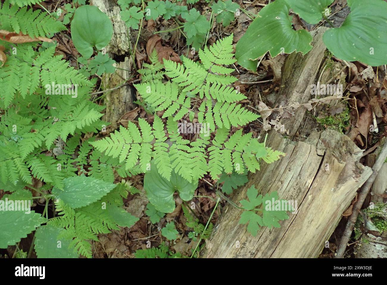oak ferns (Gymnocarpium) Plantae Stock Photo - Alamy