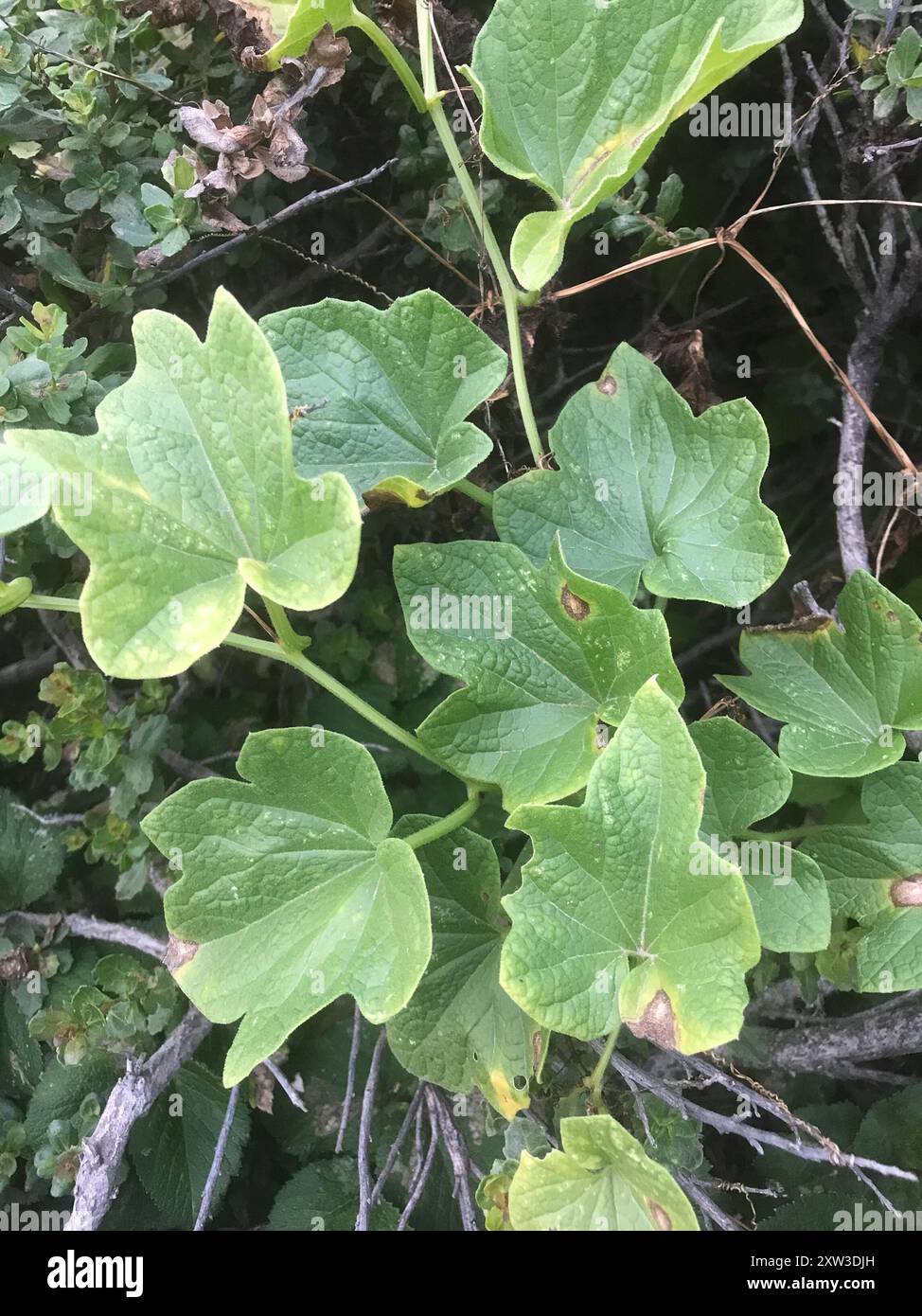 coastal manroot (Marah oregana) Plantae Stock Photo - Alamy