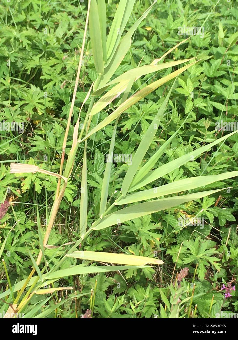European reed (Phragmites australis australis) Plantae Stock Photo - Alamy