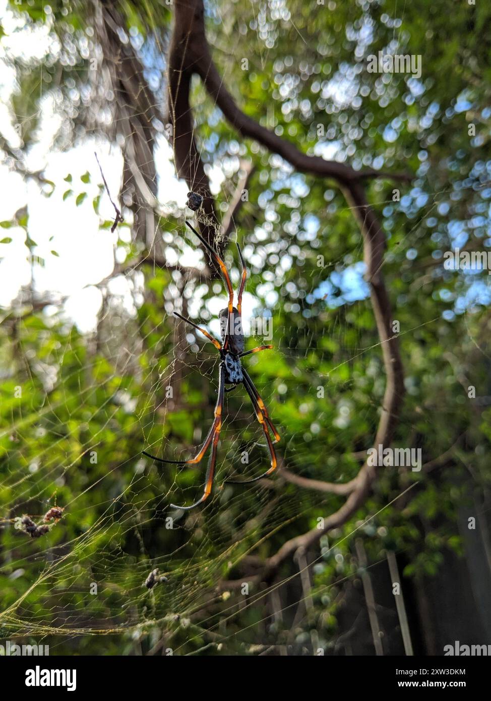 Tiger Spider (Trichonephila plumipes) Arachnida Stock Photo - Alamy