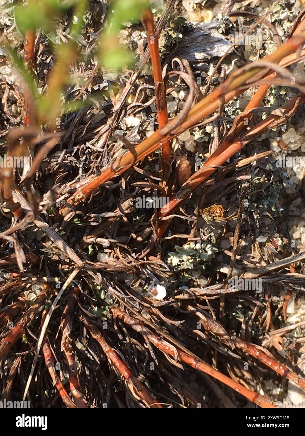 Rust Weed (Polypremum procumbens) Plantae Stock Photo - Alamy