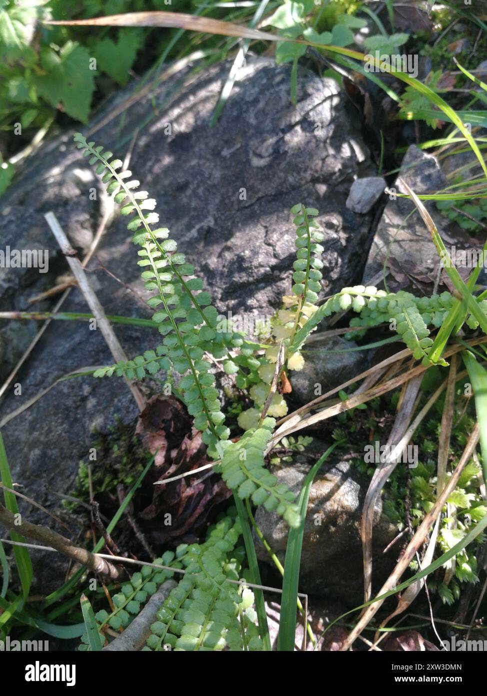 green spleenwort (Asplenium viride) Plantae Stock Photo - Alamy