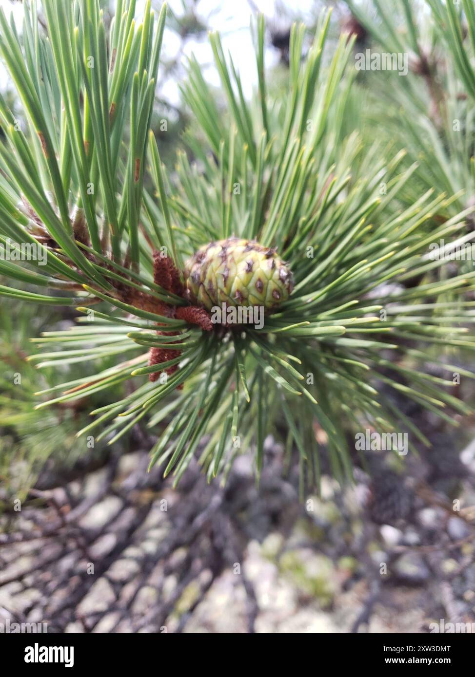 pitch pine (Pinus rigida) Plantae Stock Photo - Alamy