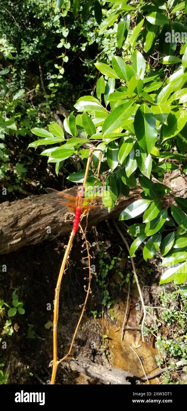 Neon Skimmer (Libellula croceipennis) Insecta Stock Photo - Alamy