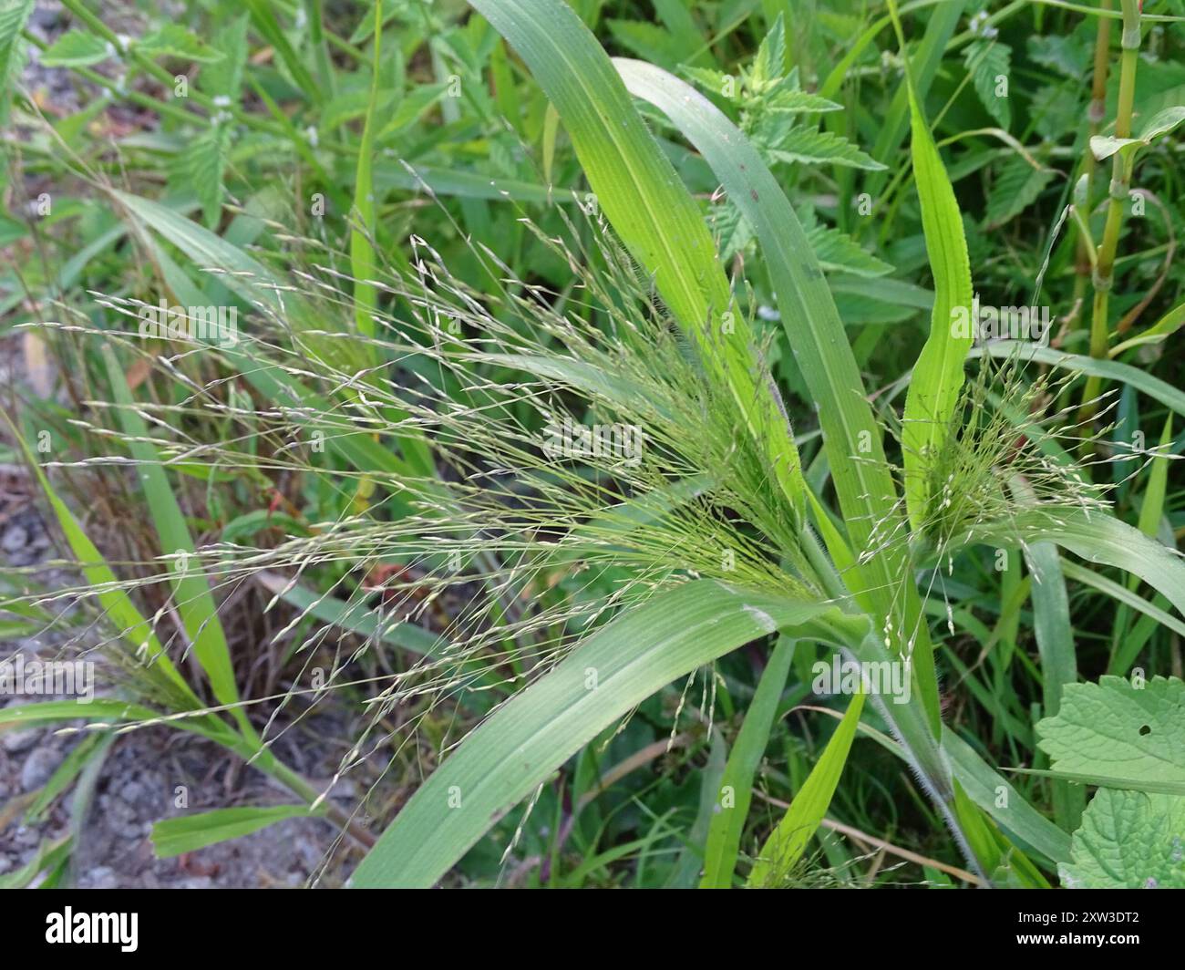 witch grass (Panicum capillare) Plantae Stock Photo - Alamy
