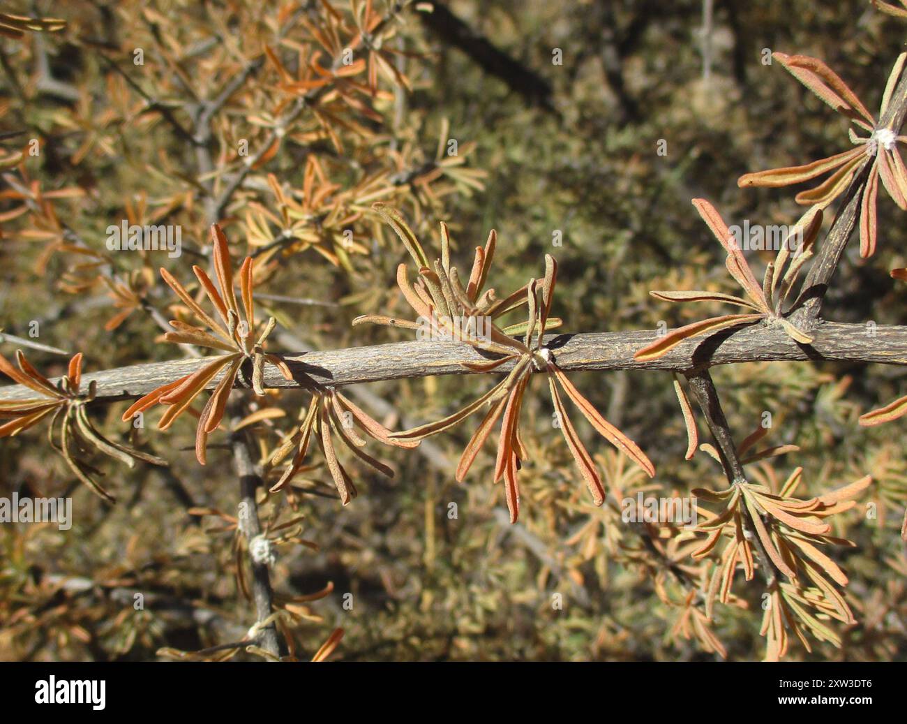 Kalahari Gold (Rhigozum brevispinosum) Plantae Stock Photo - Alamy