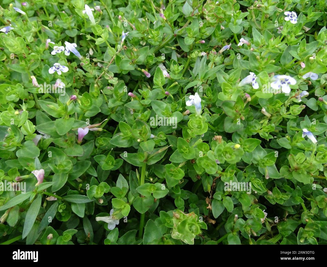 Roundleaf Lindernia (Lindernia rotundifolia) Plantae Stock Photo - Alamy