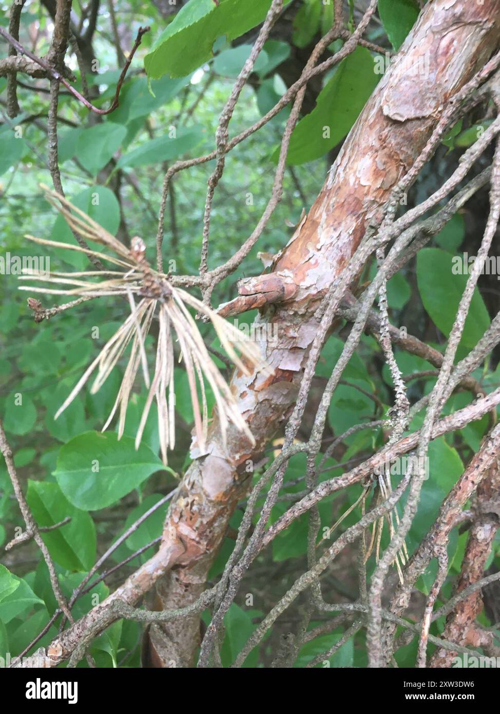 Common Dust Lichen (Lepraria incana) Fungi Stock Photo - Alamy
