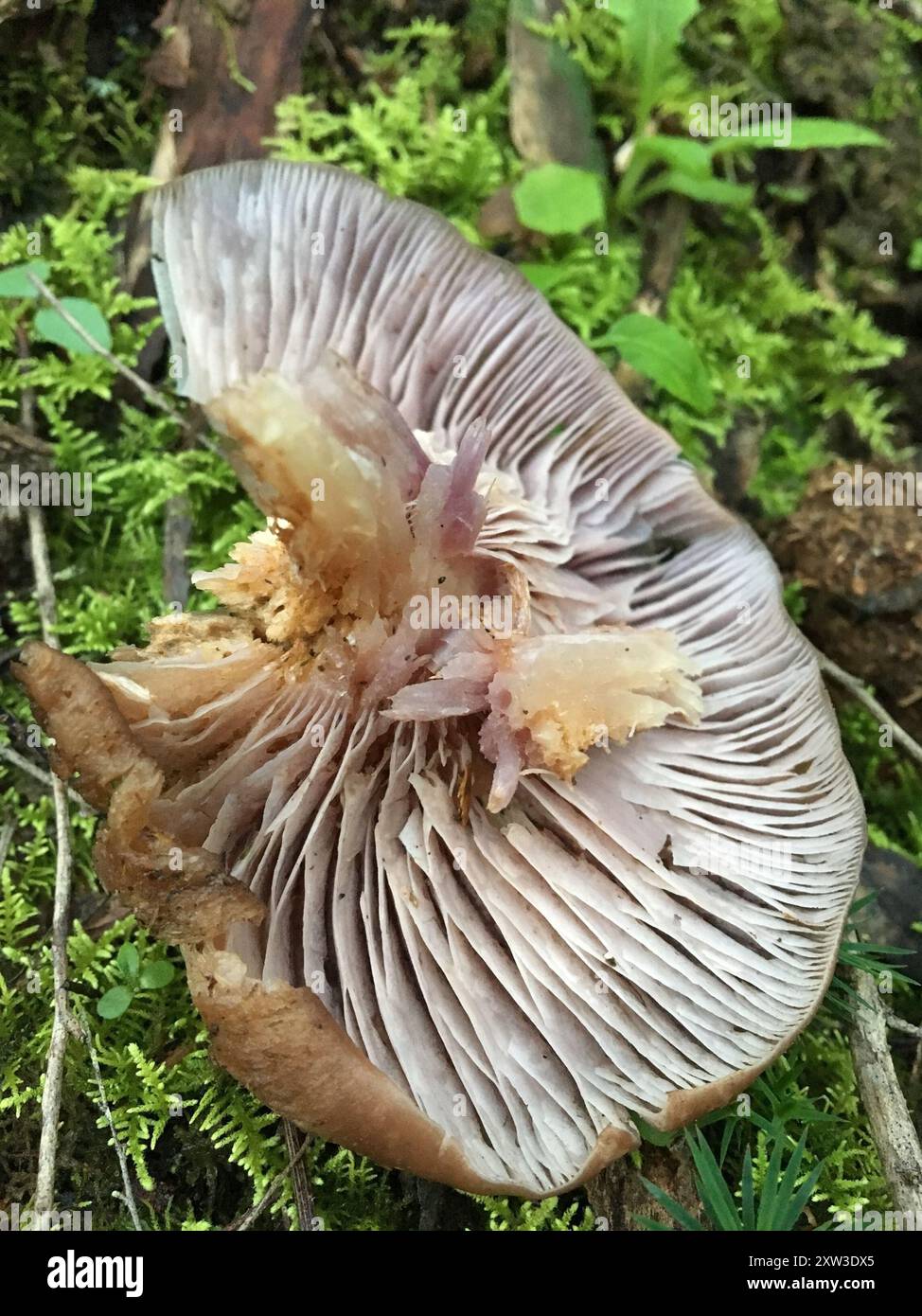 Blewit (Collybia nuda) Fungi Stock Photo - Alamy