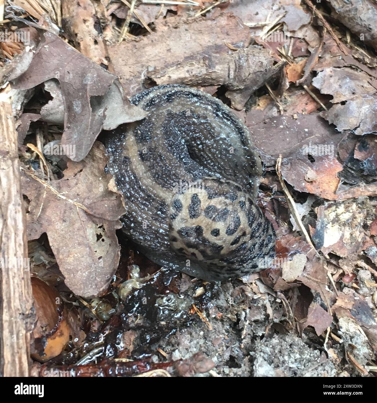 Leopard Slug (Limax maximus) Mollusca Stock Photo - Alamy