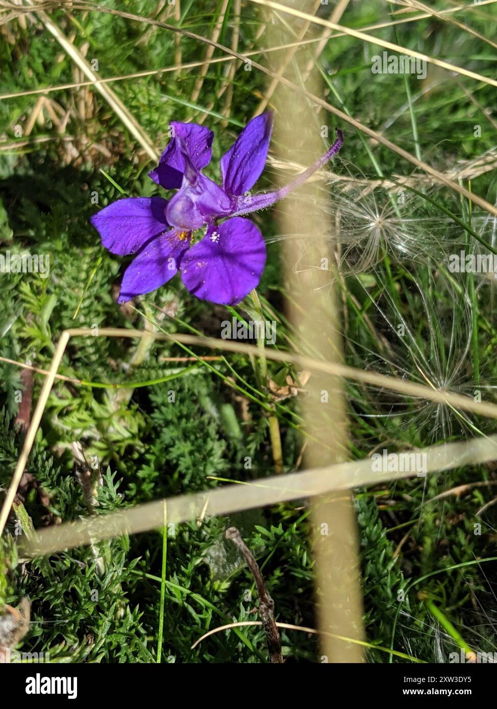 flowering plants (Angiospermae) Plantae Stock Photo - Alamy