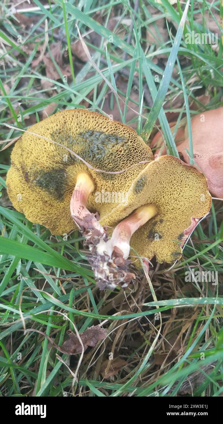 Ruby Bolete (Hortiboletus rubellus) Fungi Stock Photo - Alamy