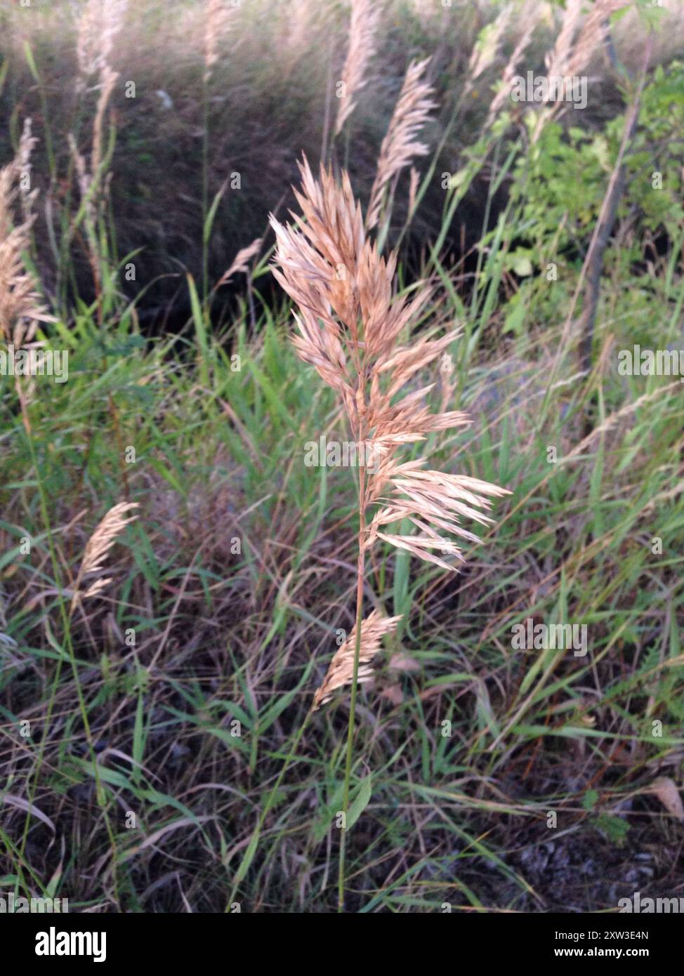 Smooth Brome (Bromus inermis) Plantae Stock Photo - Alamy