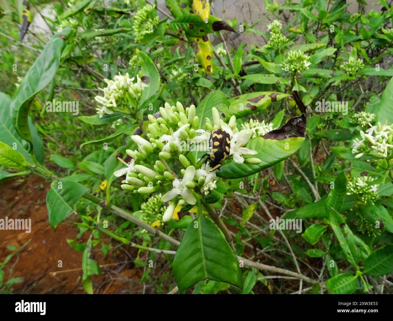 Asiatic tarenna (Tarenna asiatica) Plantae Stock Photo - Alamy