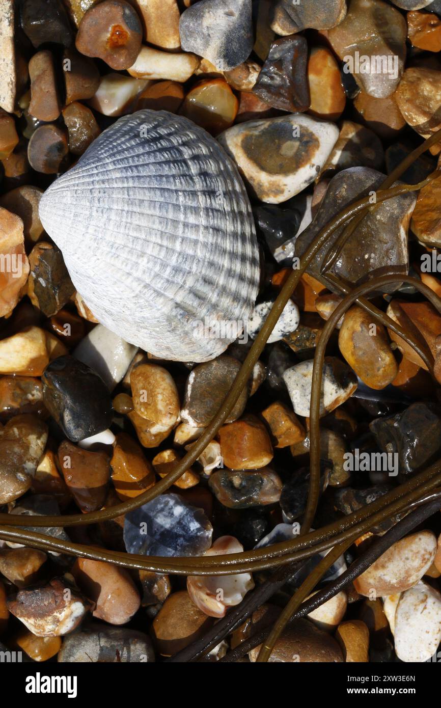 Common Cockle (Cerastoderma edule) Mollusca Stock Photo - Alamy