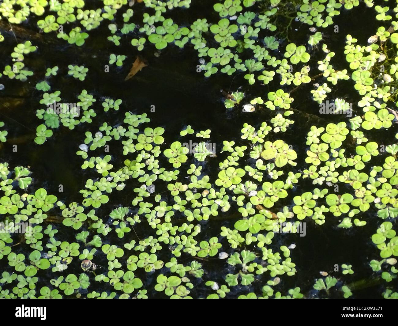 greater duckweed (Spirodela polyrhiza) Plantae Stock Photo - Alamy