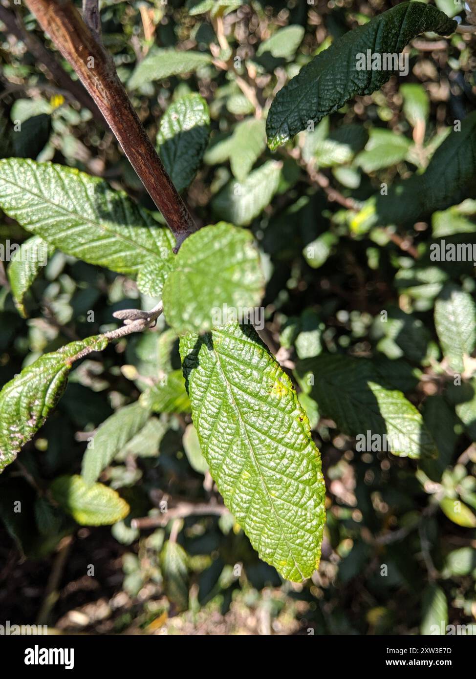 Tainui (Pomaderris apetala) Plantae Stock Photo - Alamy