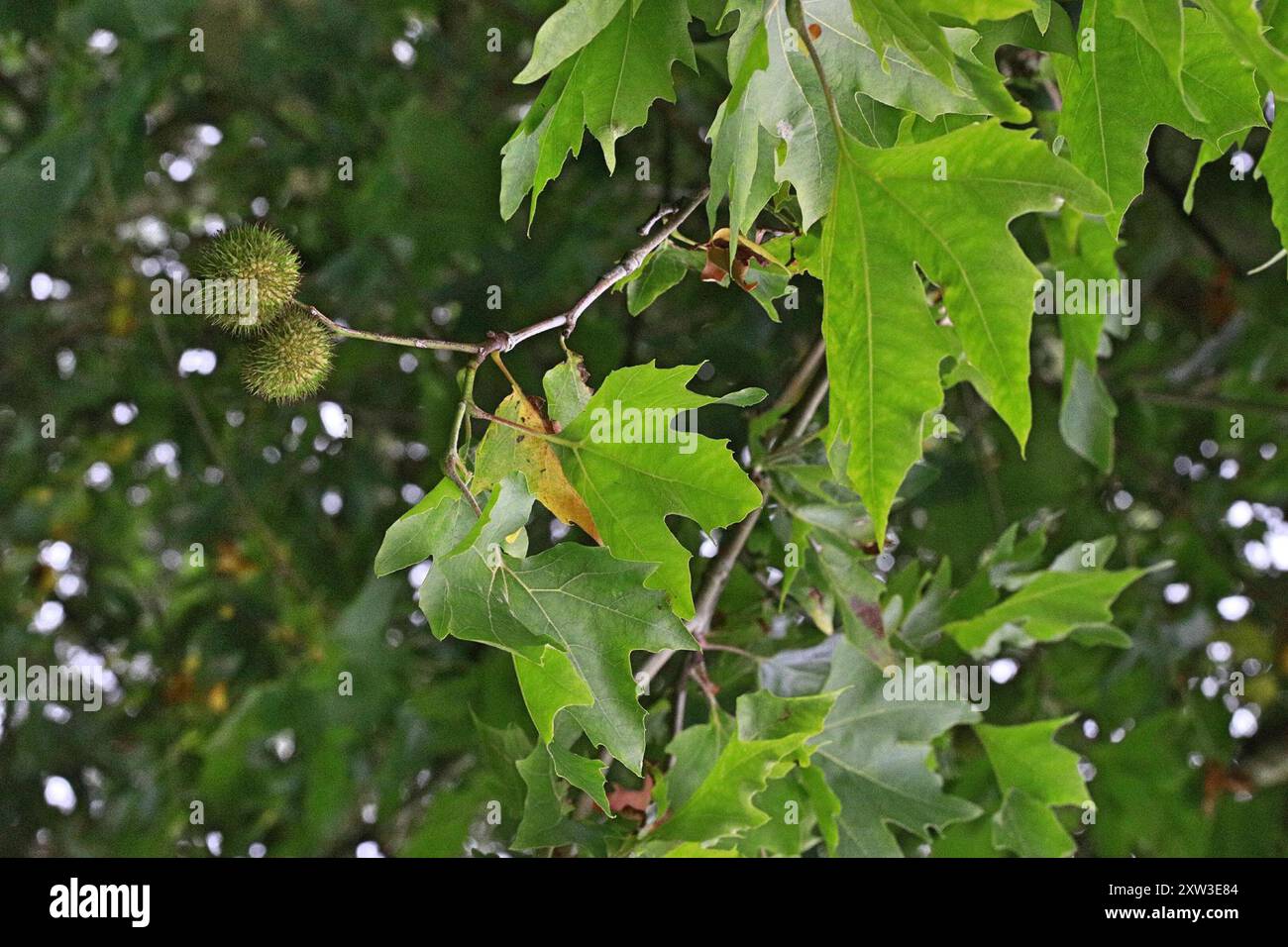 London Plane (Platanus × hispanica) Plantae Stock Photo - Alamy
