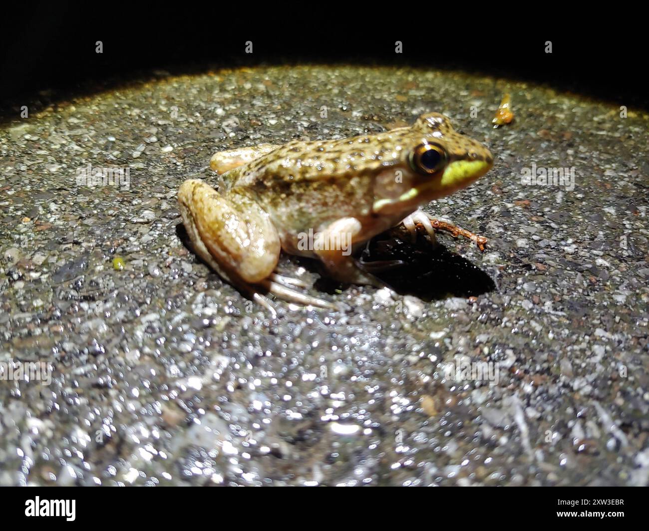 Green Frog (Lithobates clamitans) Amphibia Stock Photo - Alamy