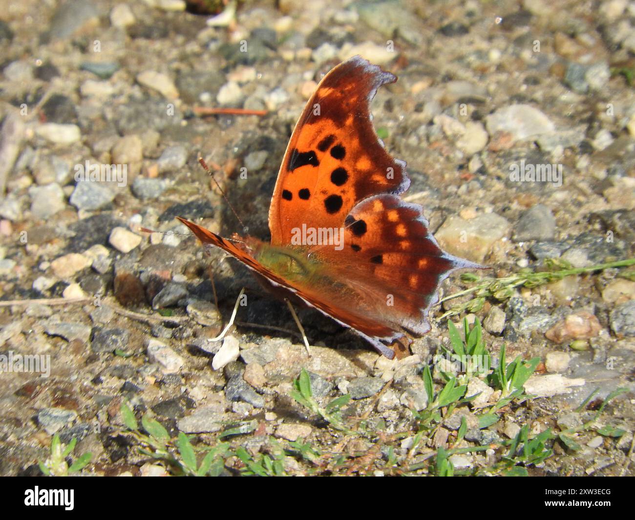 Question Mark (Polygonia interrogationis) Insecta Stock Photo - Alamy