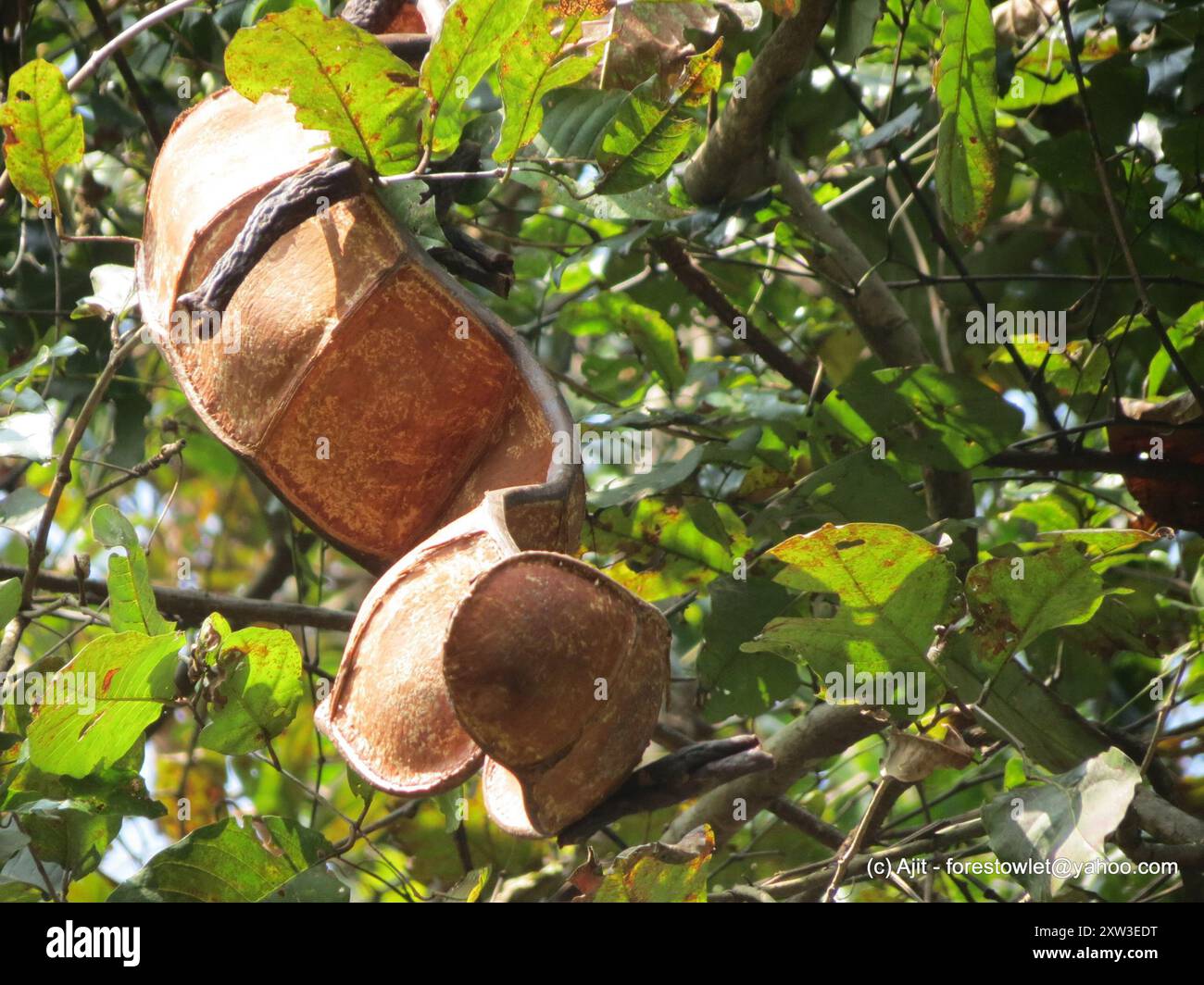 African Dream Herb (Entada rheedei) Plantae Stock Photo - Alamy
