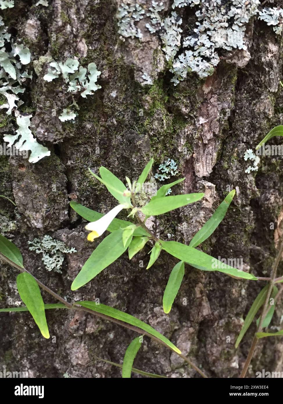Cow-wheat (Melampyrum lineare latifolium) Plantae Stock Photo - Alamy