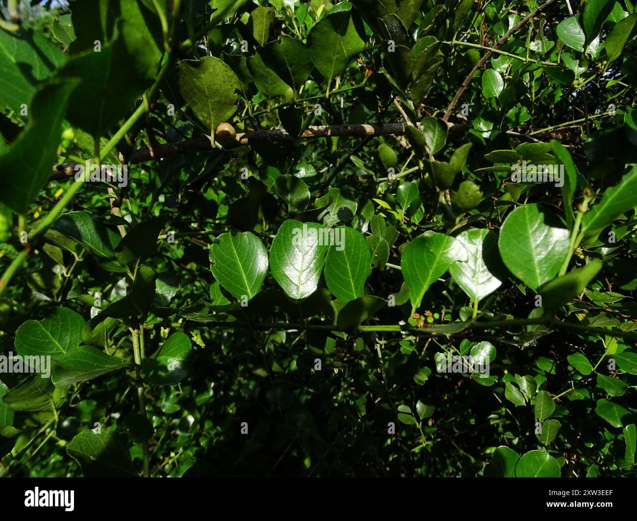 cat-thorn (Scutia myrtina) Plantae Stock Photo - Alamy