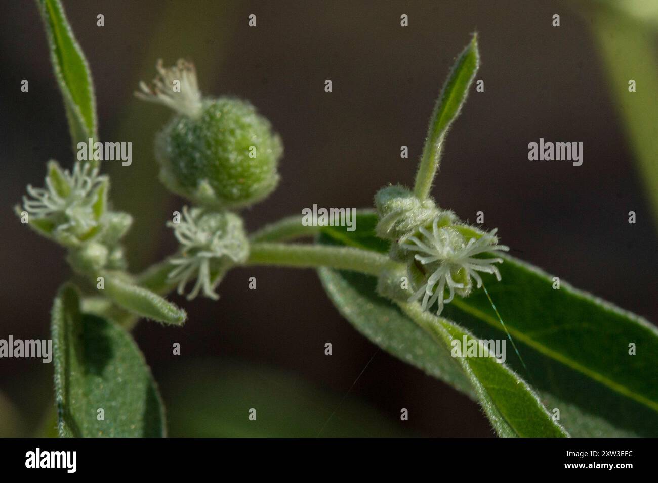 Croton texensis hi-res stock photography and images - Alamy