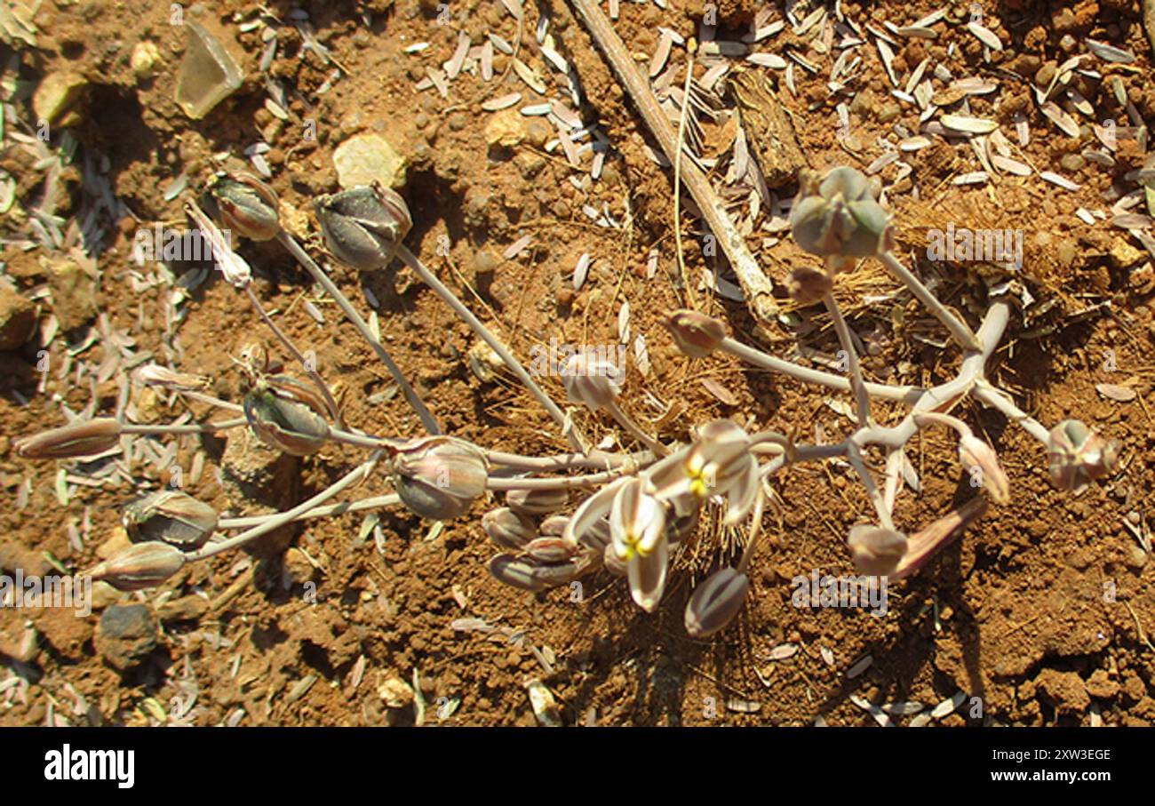 Thick Slime-lily (Albuca setosa) Plantae Stock Photo - Alamy