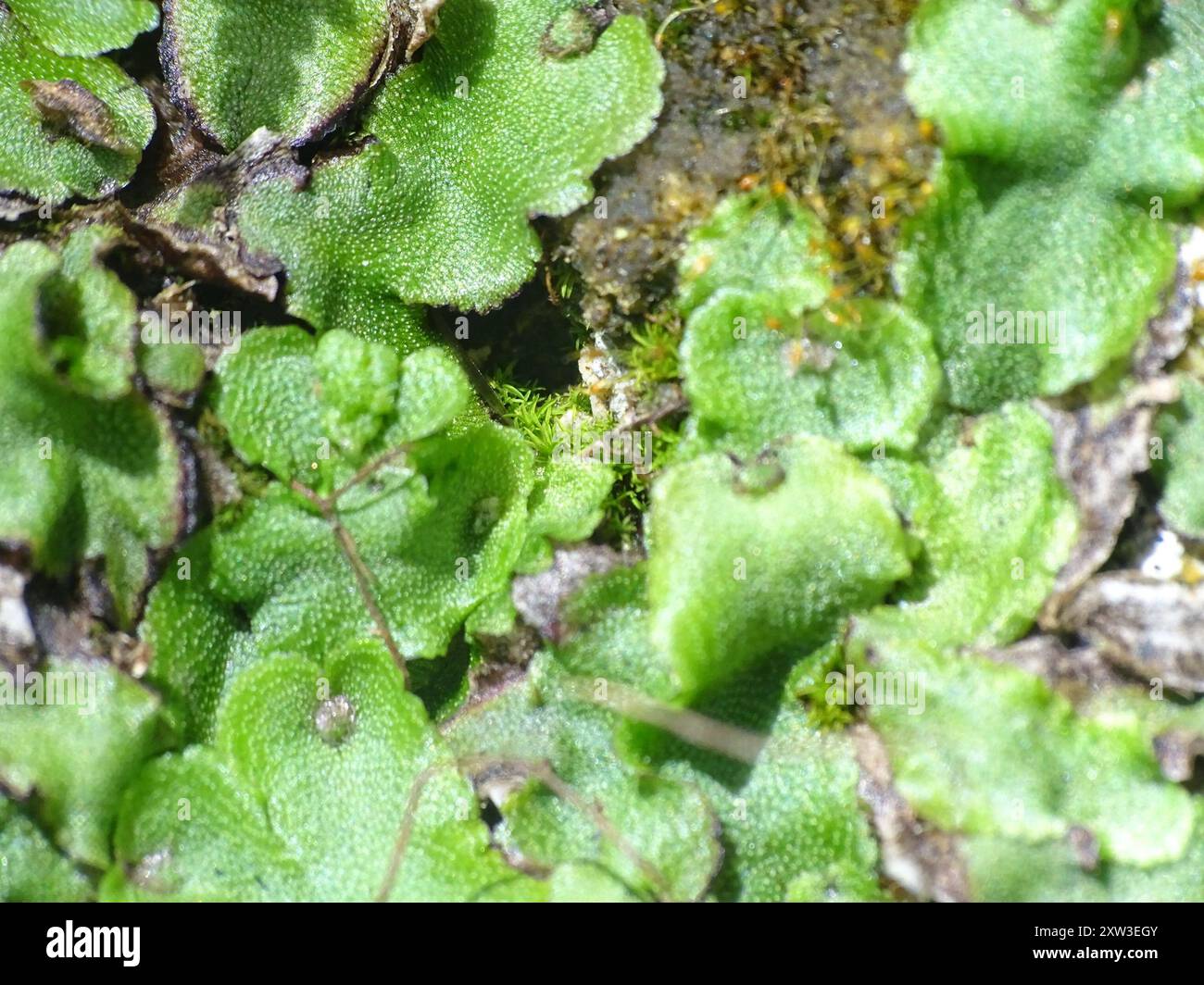 Narrow Mushroom-headed Liverwort (Marchantia quadrata) Plantae Stock ...