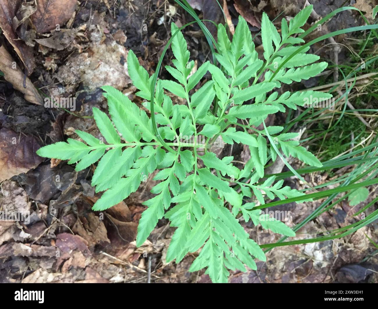 bronze fern (Sceptridium dissectum obliquum) Plantae Stock Photo - Alamy