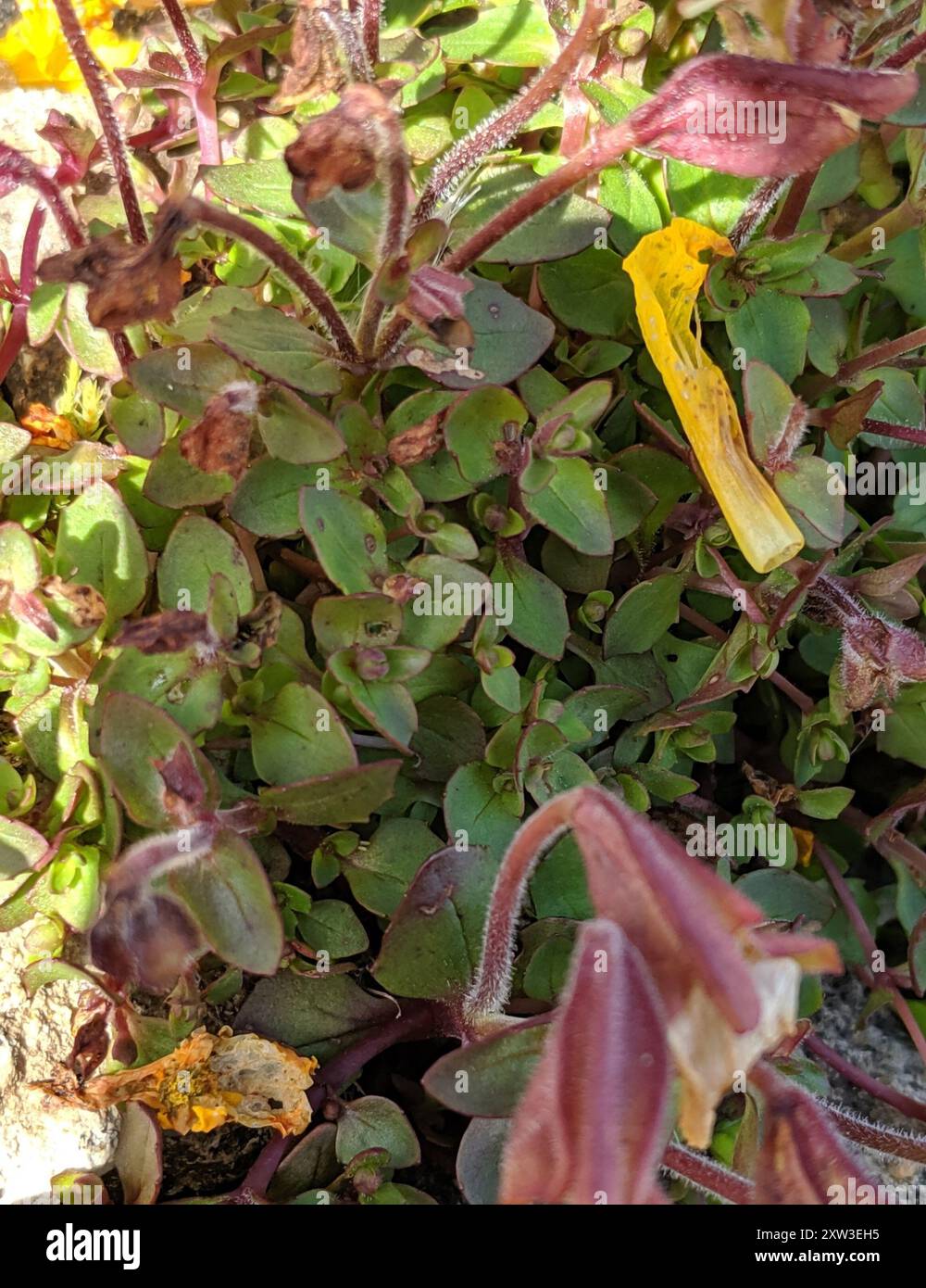 Subalpine Monkeyflower (Erythranthe caespitosa) Plantae Stock Photo - Alamy