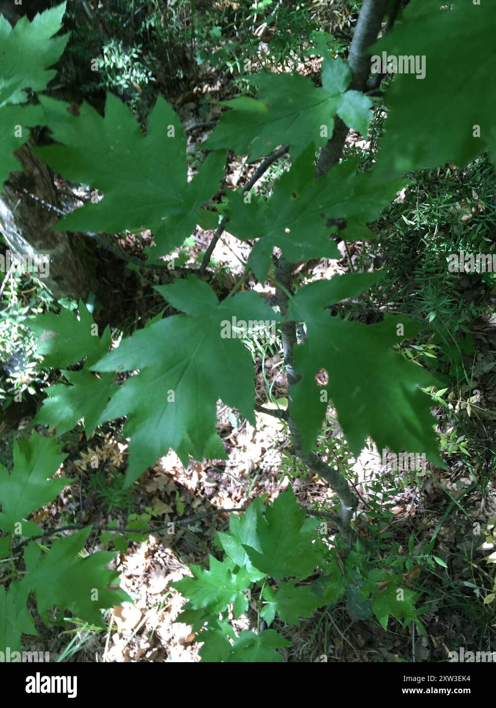 Wild Service-tree (Torminalis glaberrima) Plantae Stock Photo - Alamy