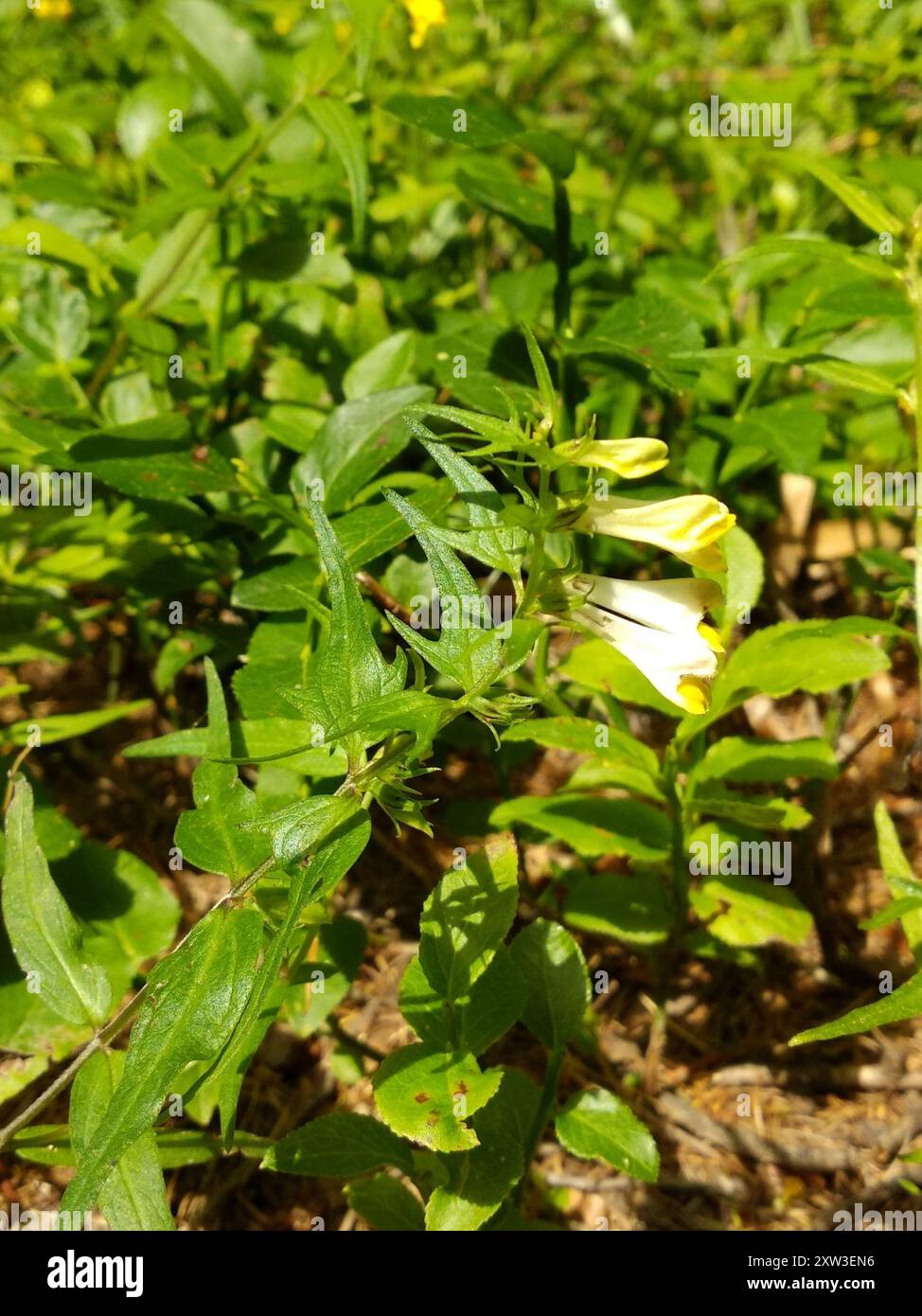 Common Cow-wheat (Melampyrum pratense) Plantae Stock Photo - Alamy