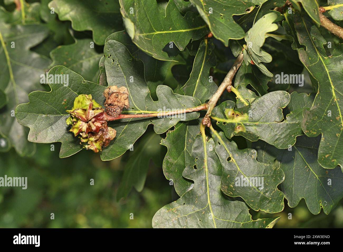 Knopper Gall Wasp (Andricus quercuscalicis) Insecta Stock Photo - Alamy