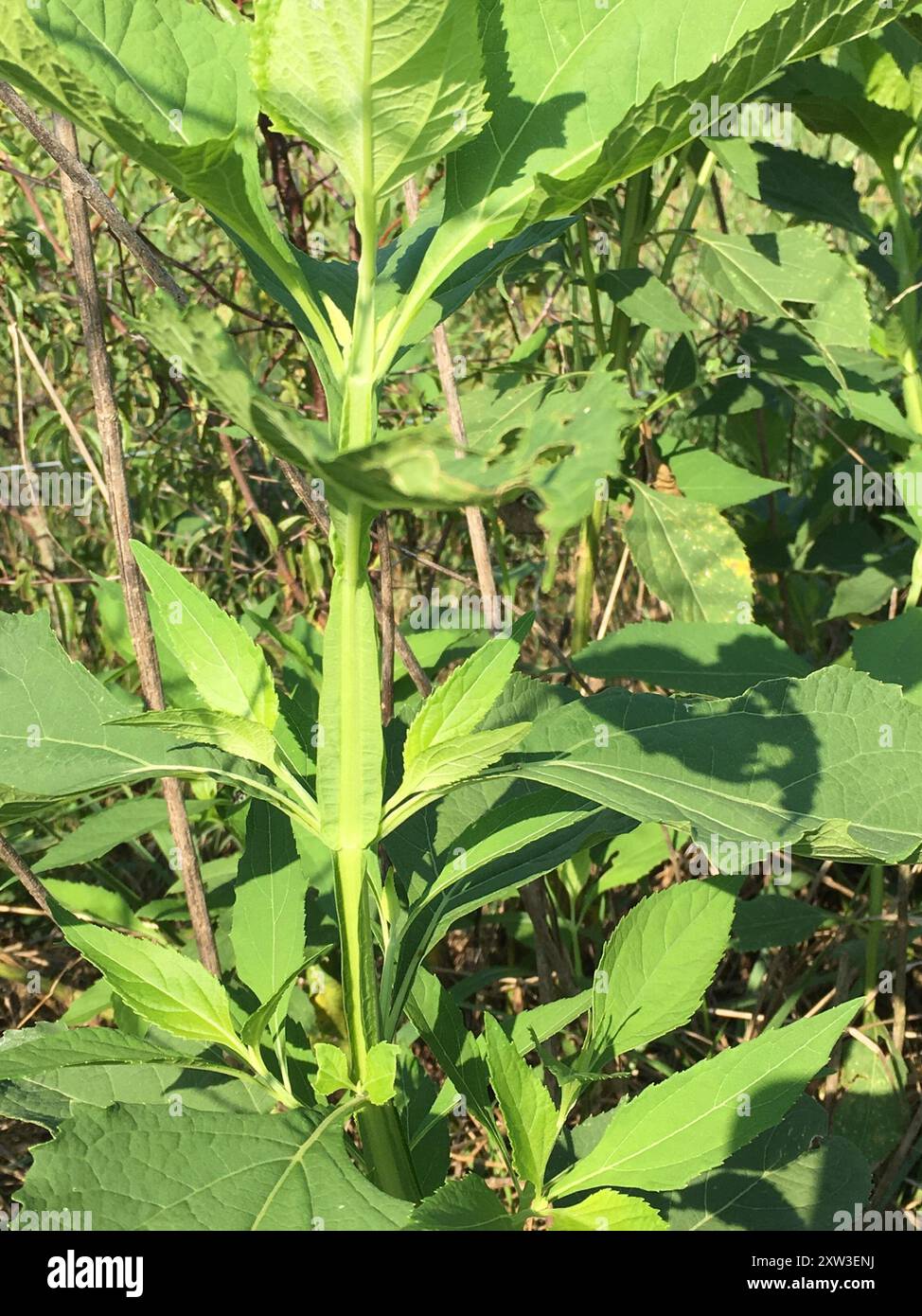 Yellow Crownbeard (Verbesina occidentalis) Plantae Stock Photo - Alamy