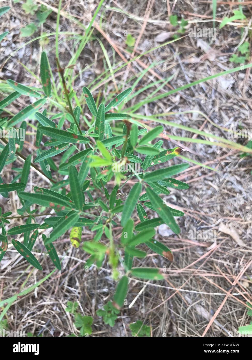 slender bush clover (Lespedeza virginica) Plantae Stock Photo - Alamy