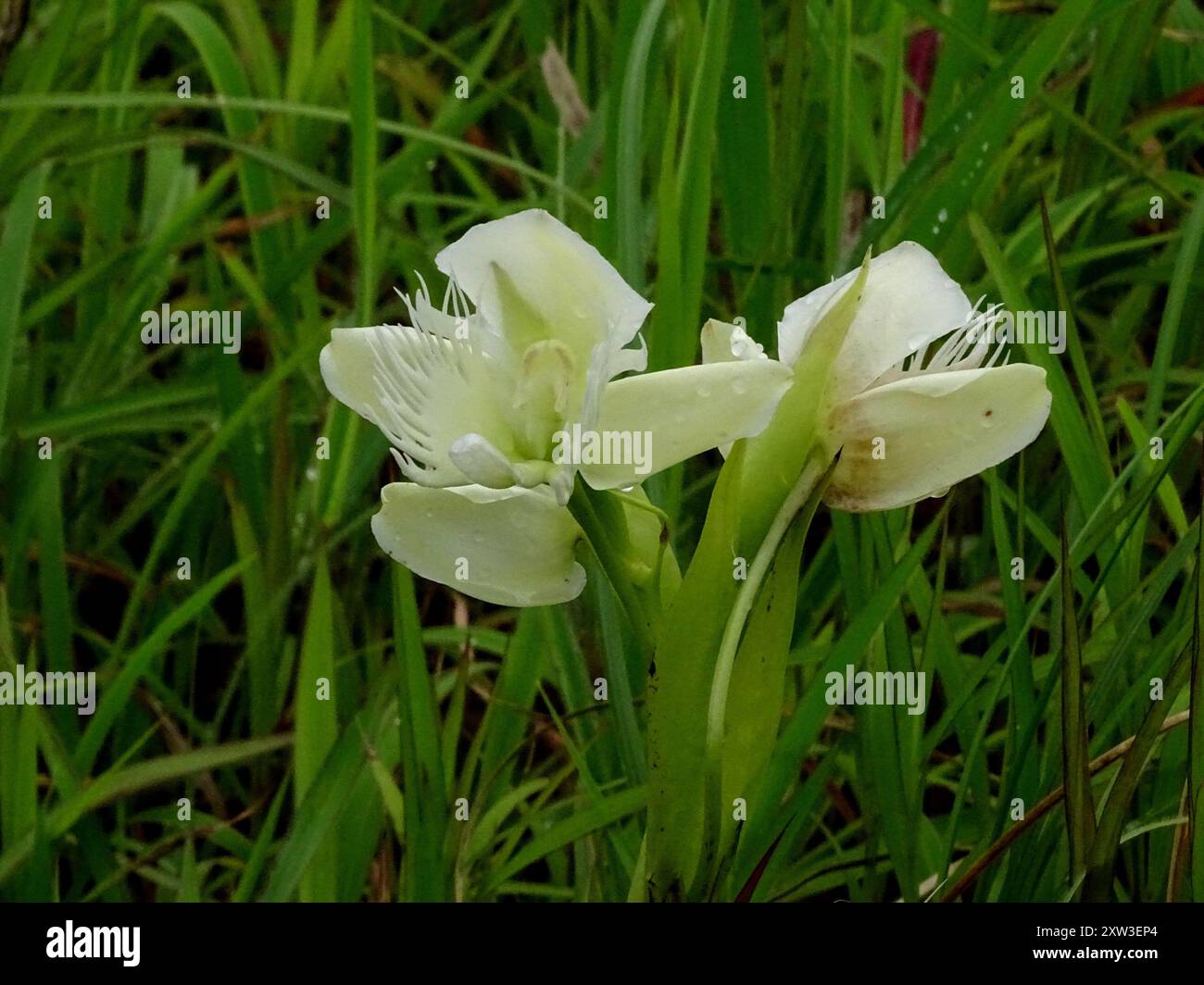 (Pecteilis gigantea) Plantae Stock Photo - Alamy